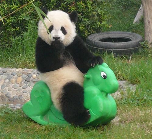 panda-jugando